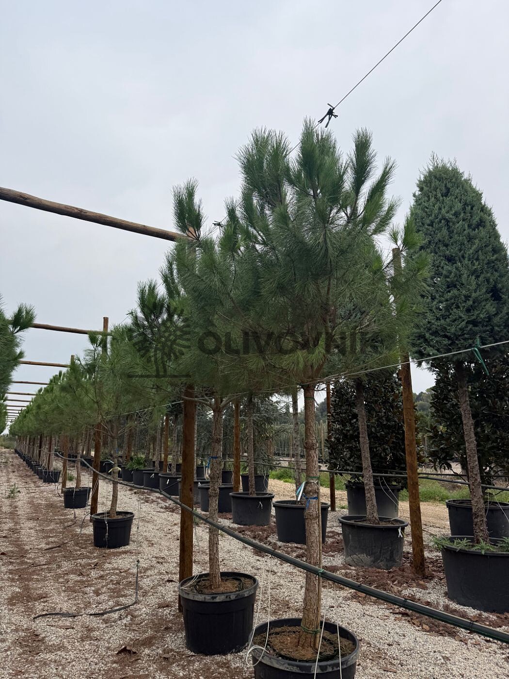 Pinus Pinea - Borovice Pínie | Olivovníky, citrusy, palmy